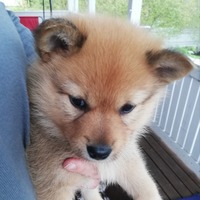 Suomenpystykorvat metsästykseen